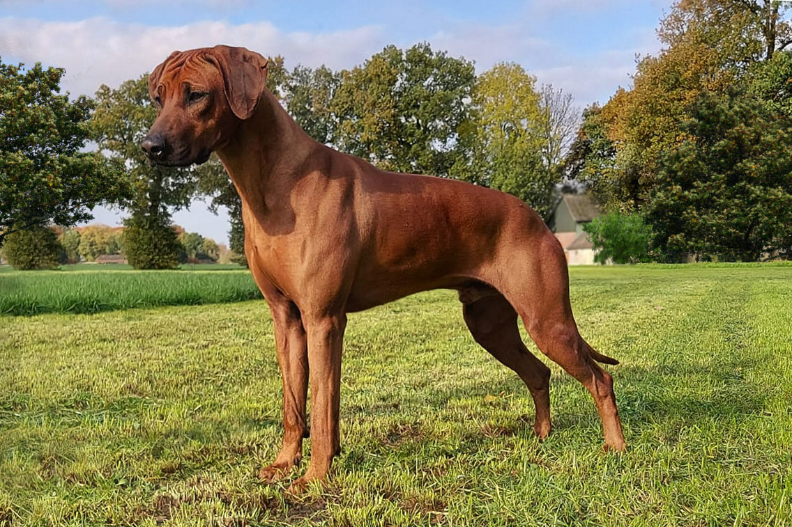 Rhodesian ridgeback dekreuen - WOODY